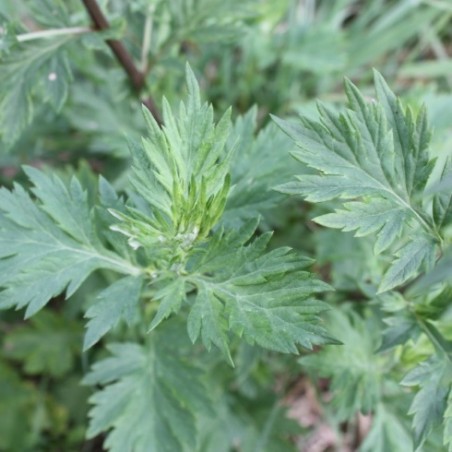 Artemisia vulgaris